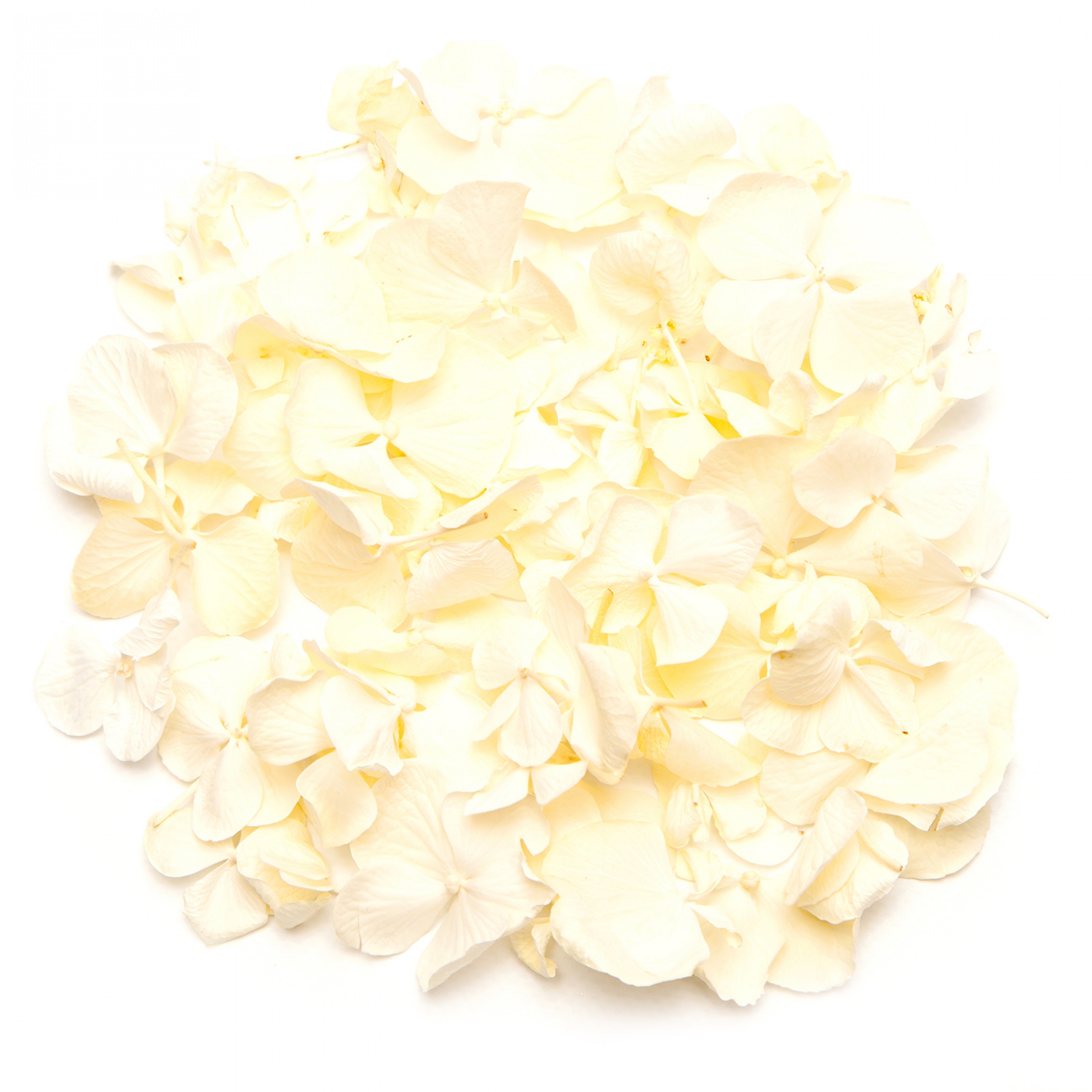 Ivory Hydrangea Petals